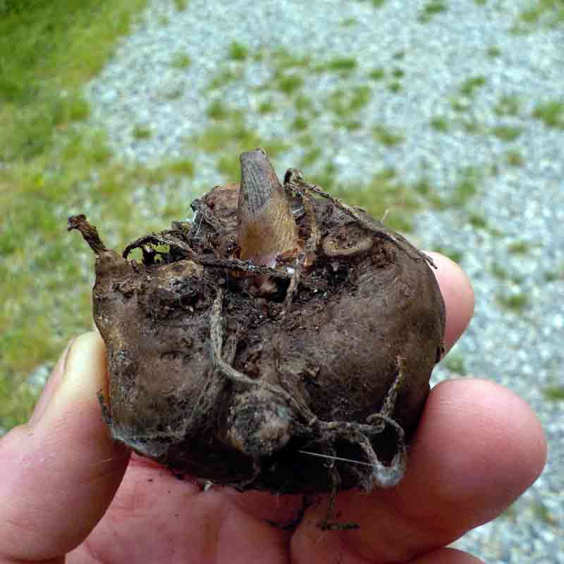 Amorphophallus rivieri - A.Konjac - Acquista online su Vivaibambù Store