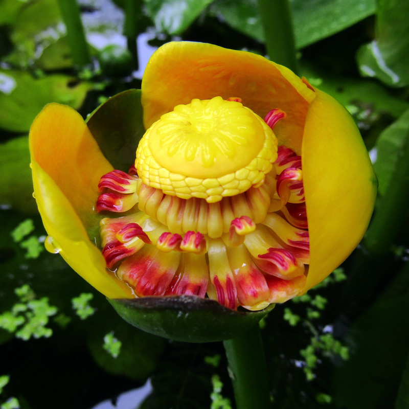 Nuphar lutea ssp macrophylla - American giant spatterdock - Acquista ...