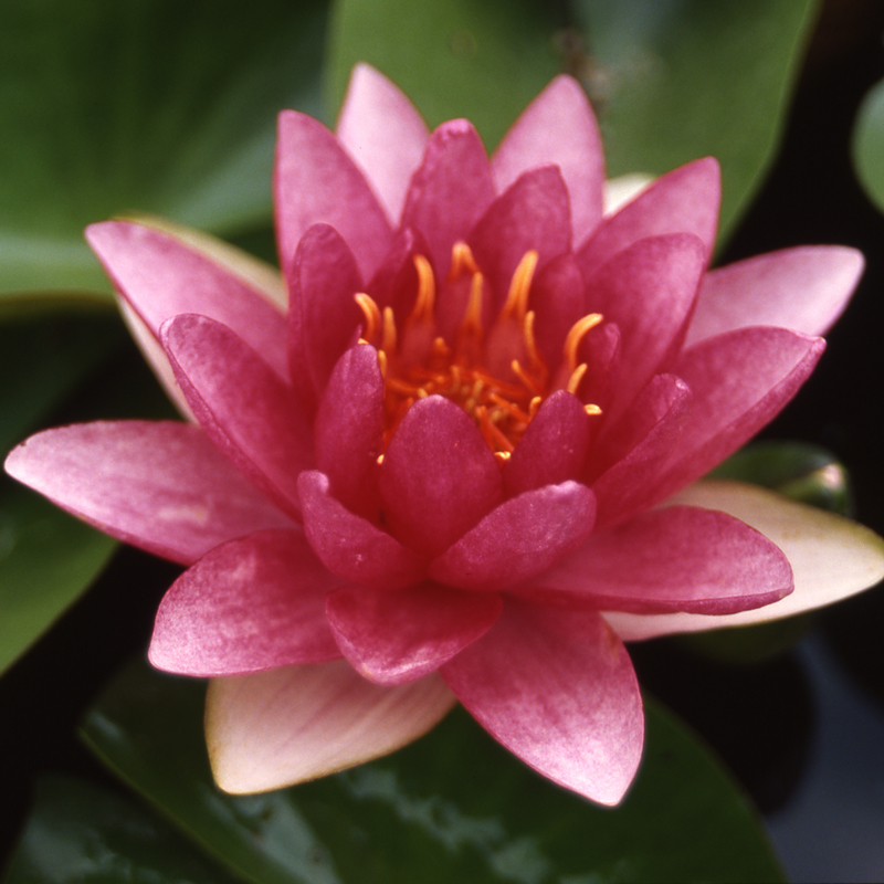 Nymphaea Sultan - Large water lily - Acquista online su Vivaibambù Store