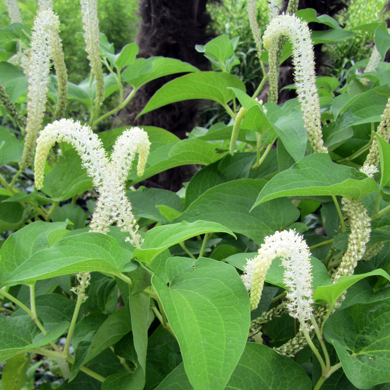Saururus cernuus - Coda di lucertola - Acquista online su Vivaibambù Store