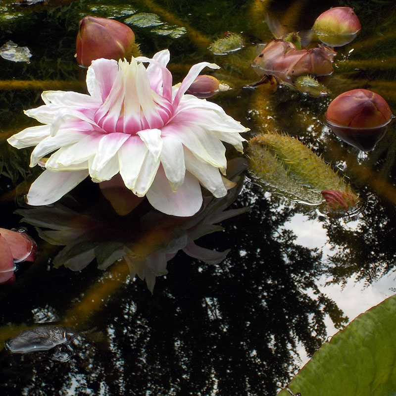 Victoria cruziana - Santa Cruz giant lily - Acquista online su ...