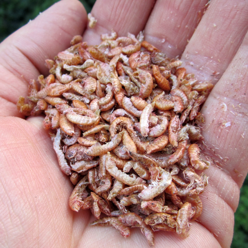 Gammarus natural food - Dried Gammarus - 1 lt/100 gr - Acquista online ...