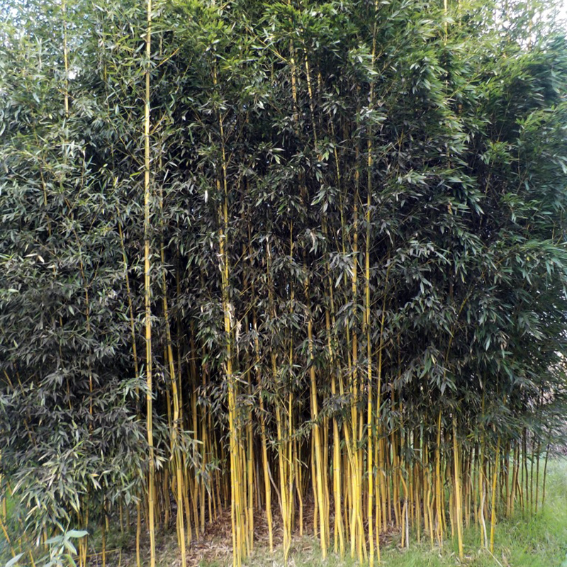 phyllostachys spectabilis